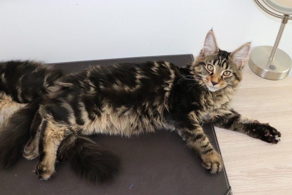 Chatterie Astra Maine Coon XXL - élevage familial en Île-de-France